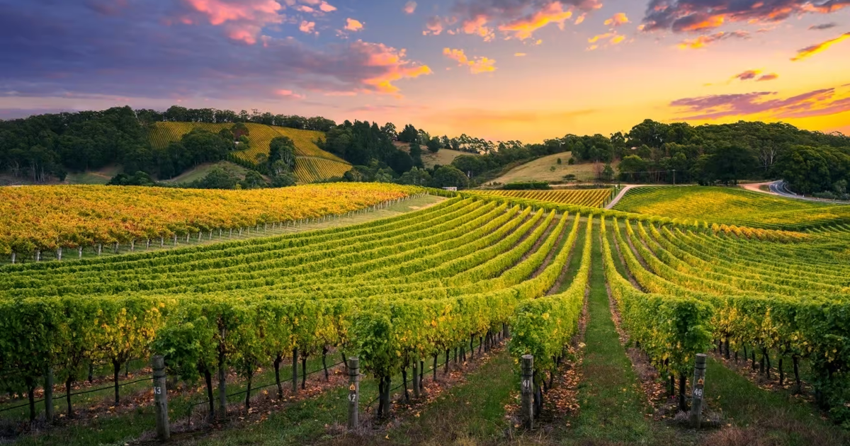Barossa Valley Wineries Best Wineries of Australia Best Wineries Australia