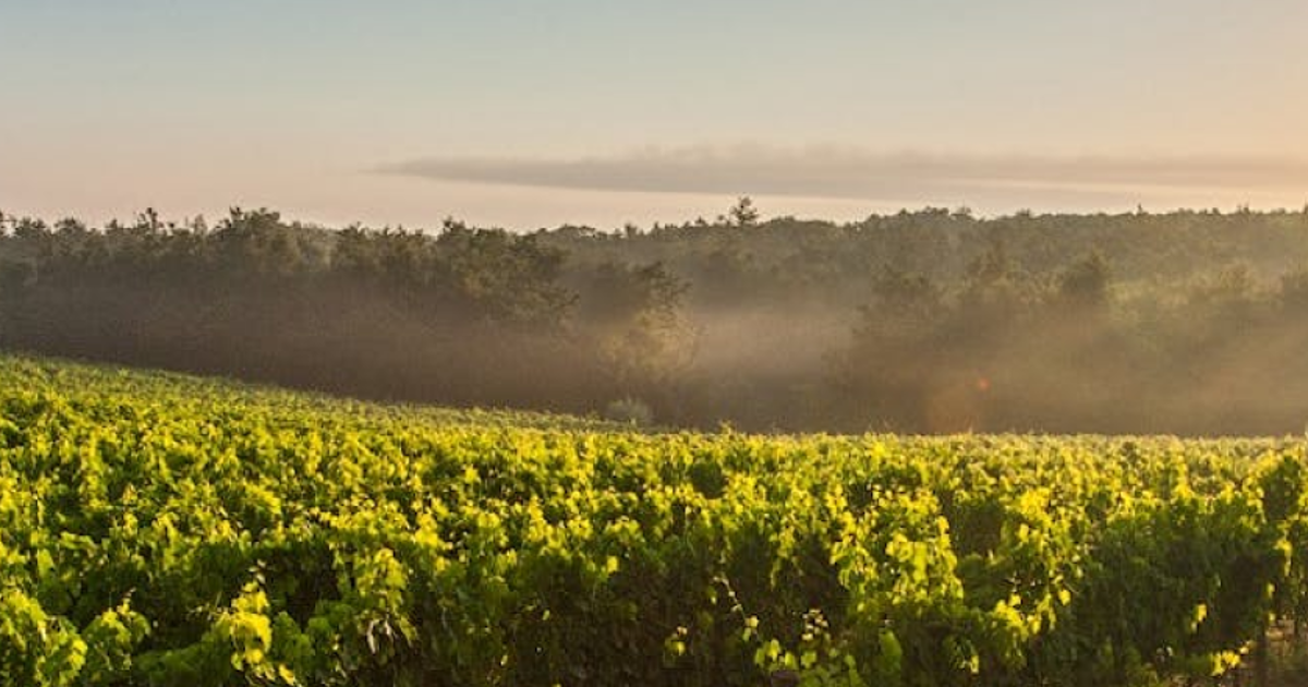 Search Wineries, Distilleries, Breweries in NSW, Perricoota | Best ...